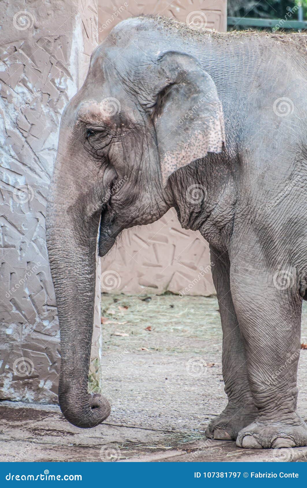 Elephant pachyderm head stock image. Image of nature - 107381797