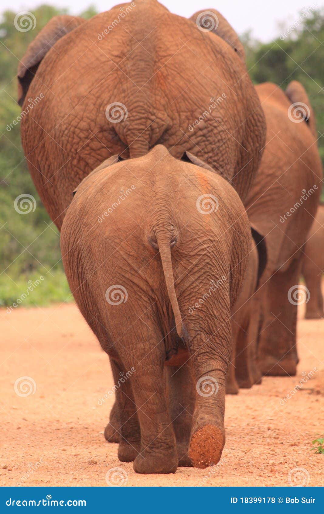 Elephant parade stock photo. Image of addo, walking, parade - 18399178
