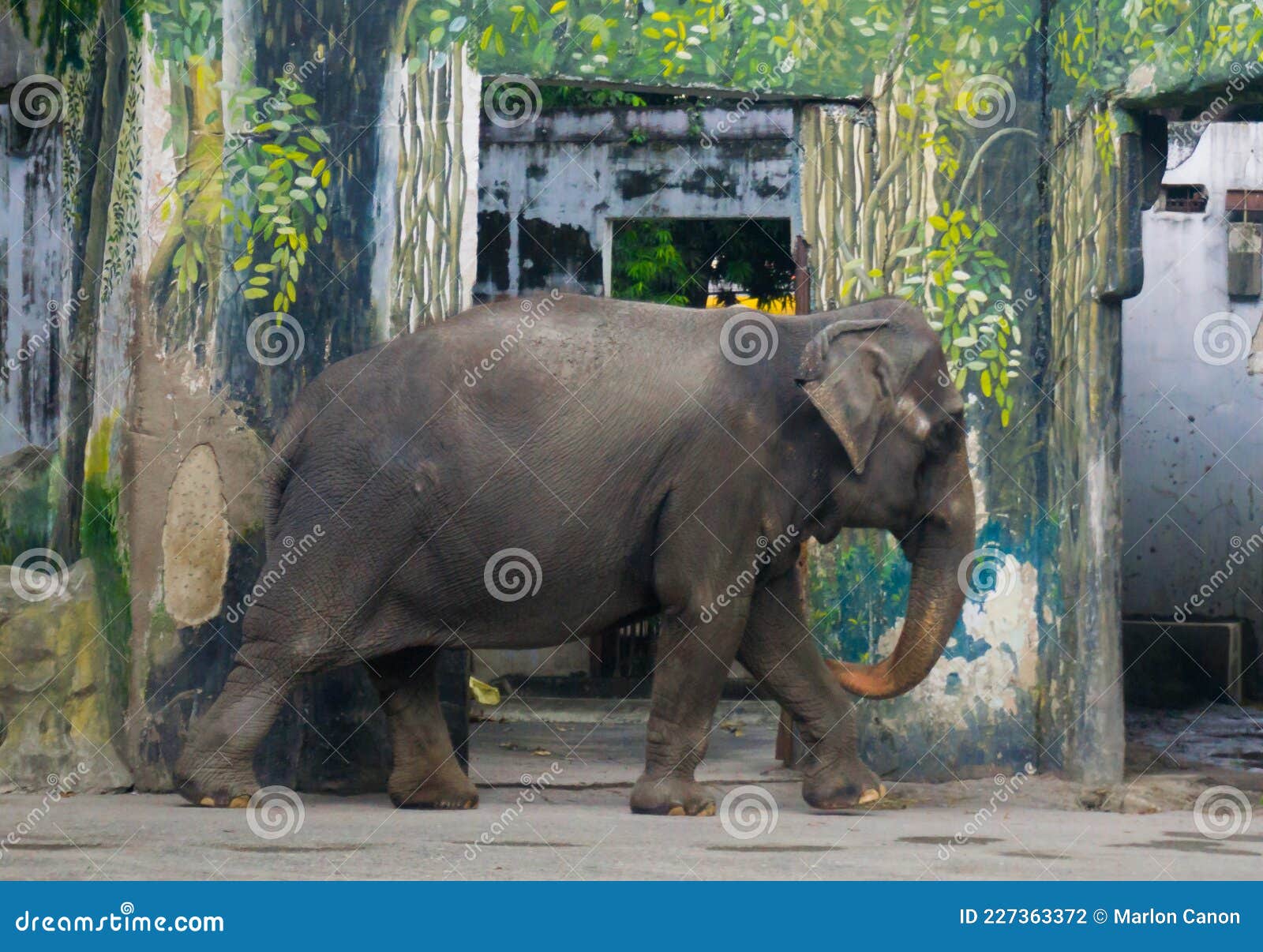 Elephant in the park stock photo. Image of nature, summer - 227363372