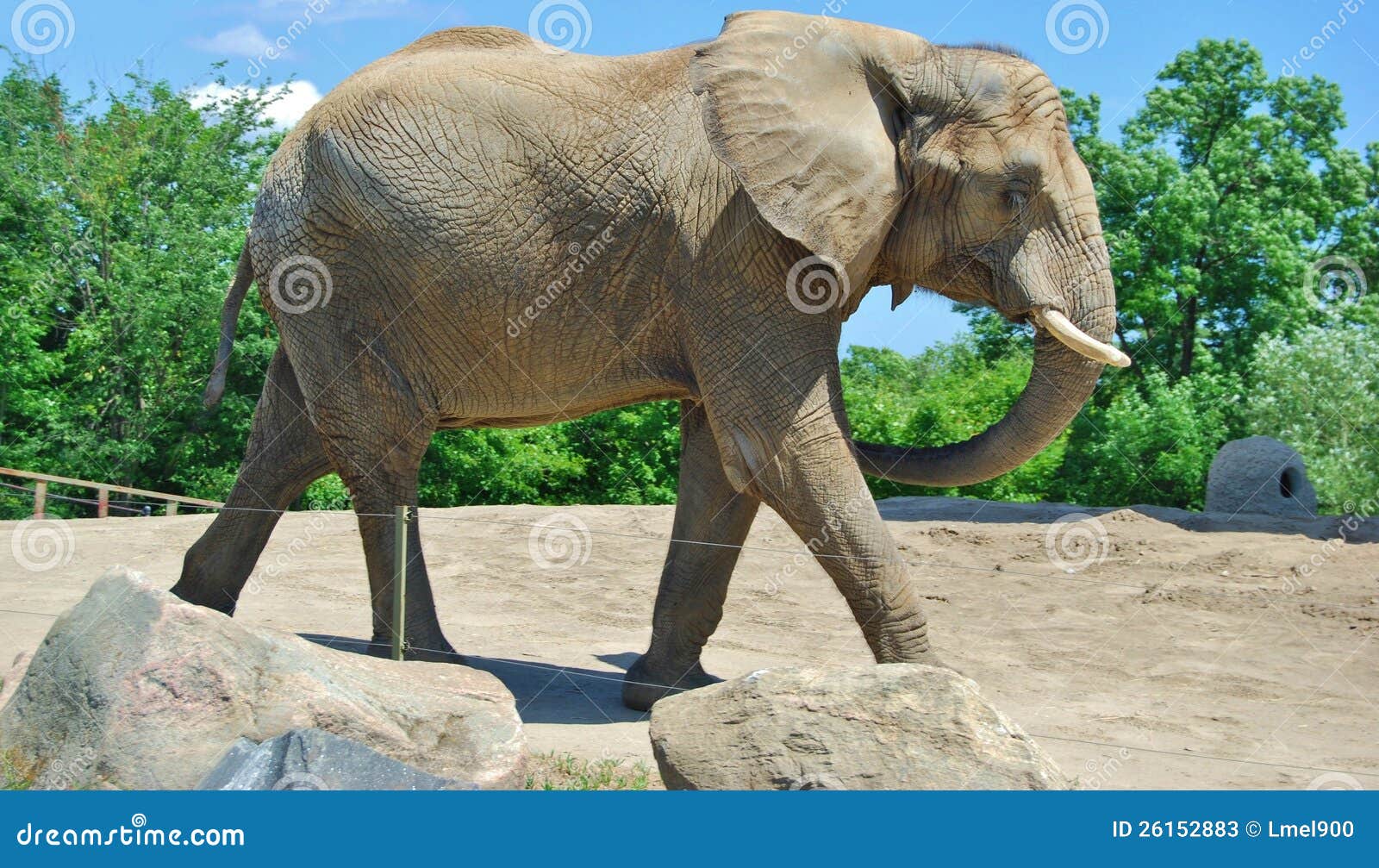 Elephant at the Park in Toronto, Canada Stock Image - Image of animals ...