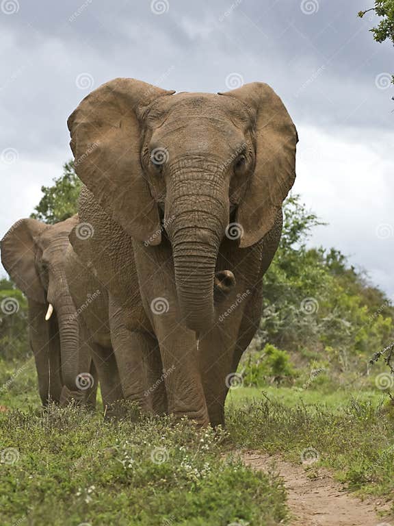 Elephant path stock photo. Image of heavy, national, eastern - 4112614