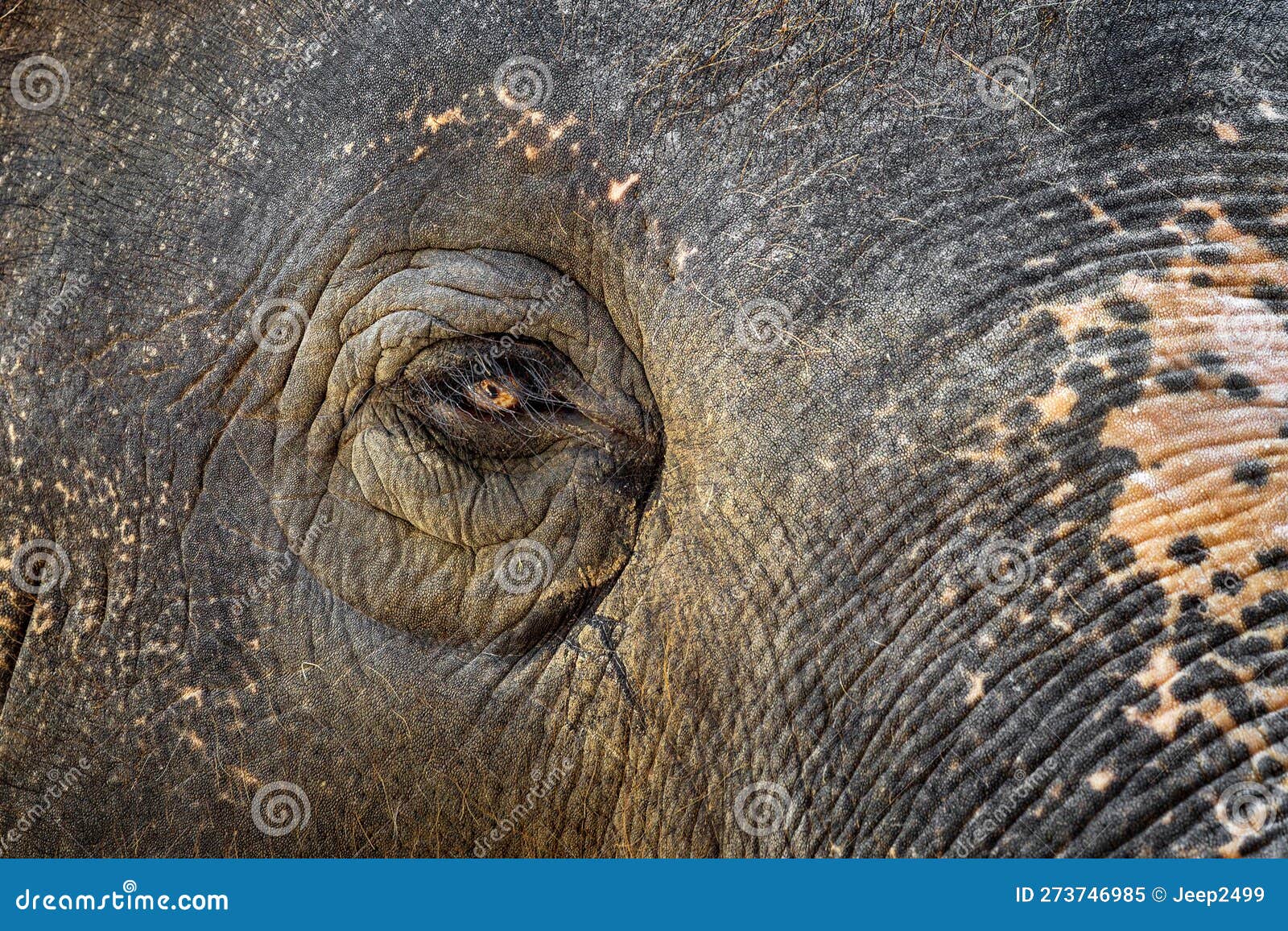 Elephant, Patterned Skin and Eye. Stock Image - Image of asian ...