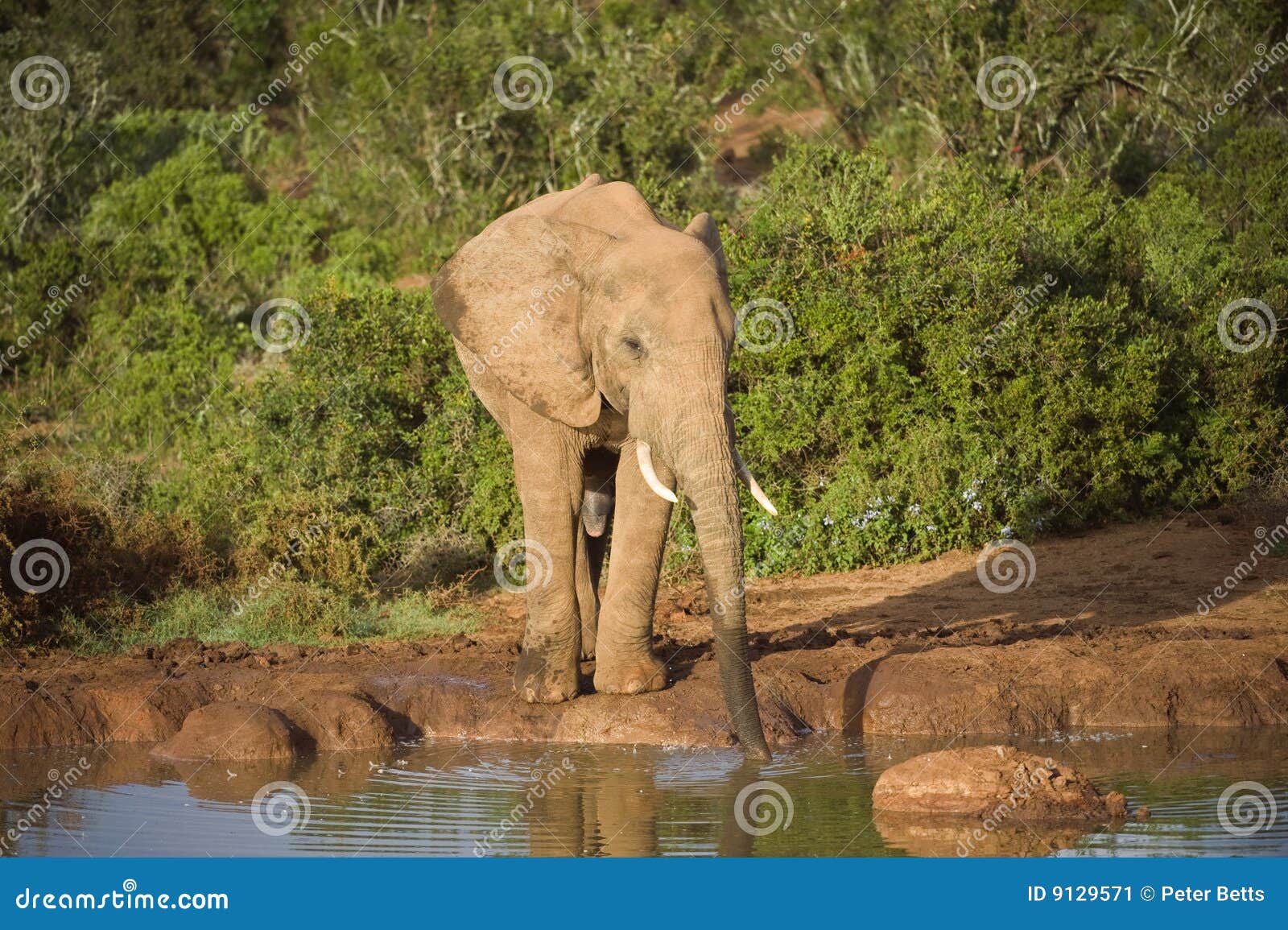 Elephant Peace stock image. Image of conservation, horizontal - 9129571