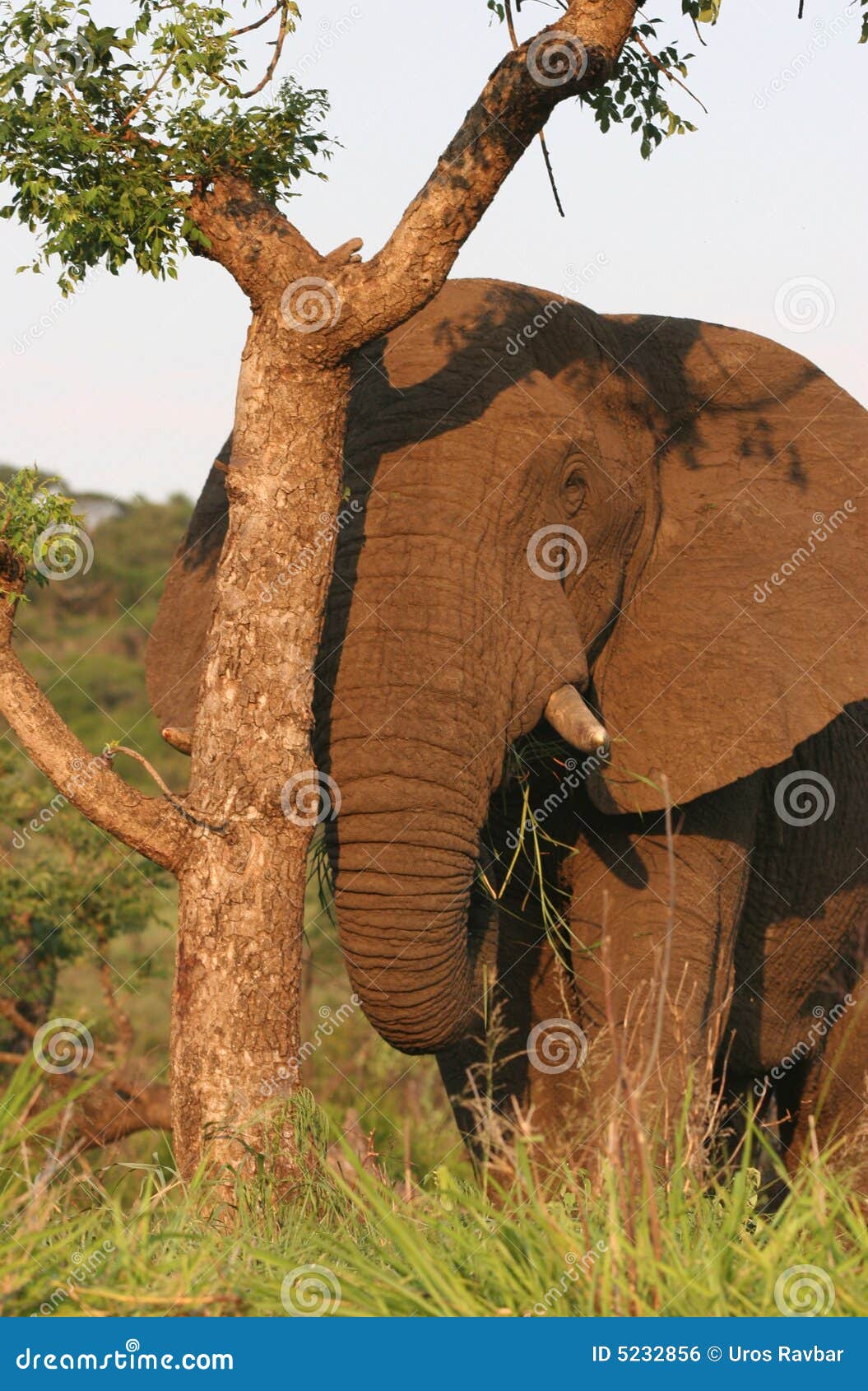 Elephant Peeking Behind Tree Stock Photo - Image of hiding, environment ...