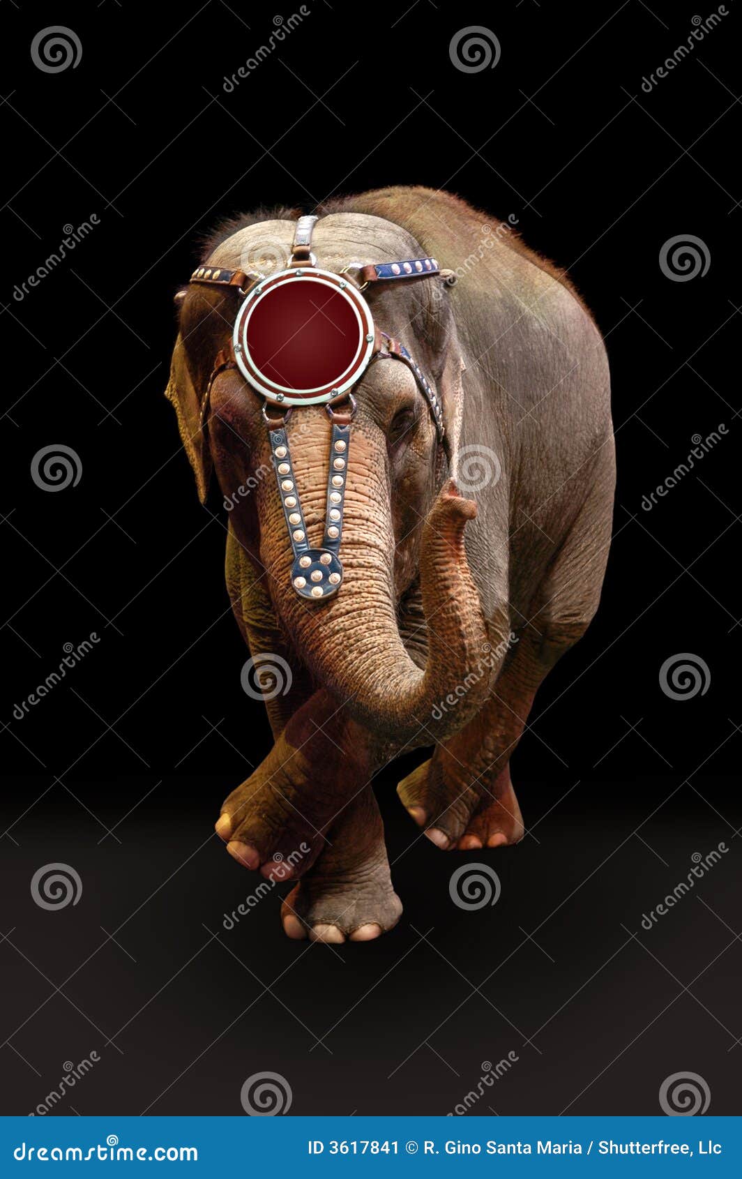 Elephant Performing a Dance Stock Image - Image of trained, politics ...