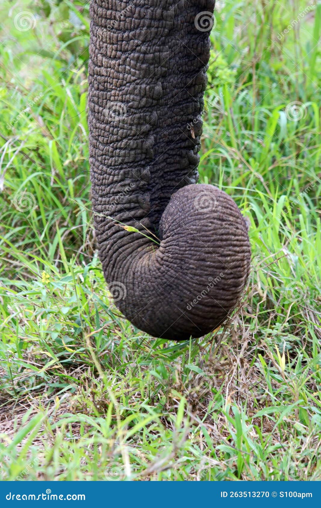 Elephant Trunk Picking a Blade of Grass Stock Photo - Image of backdrop ...