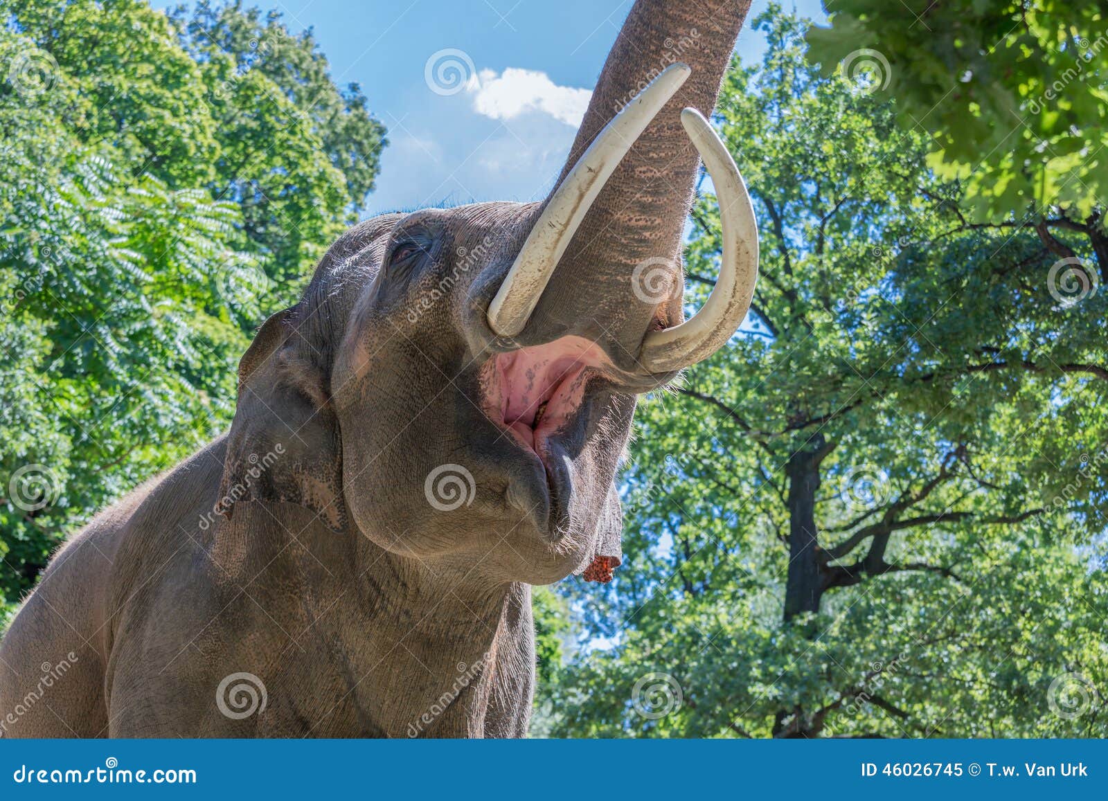 Elephant Picking Leafs from a Tree with His Trunk Stock Image - Image ...