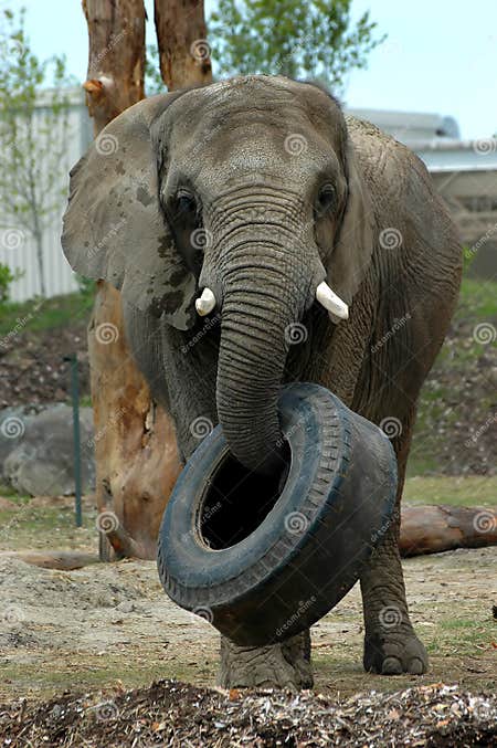 Elephant picking up tire stock image. Image of mammal - 2594411