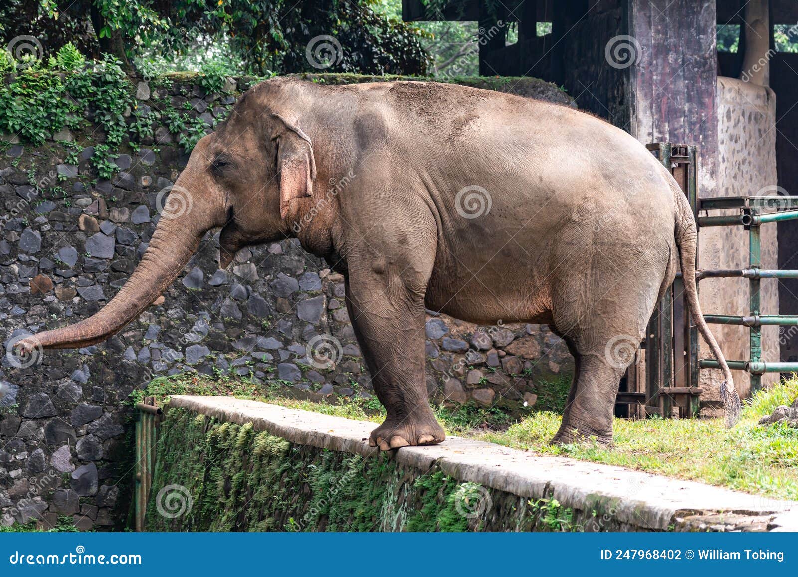 Elephant Picture from Left Side Stock Photo - Image of plant, animal ...