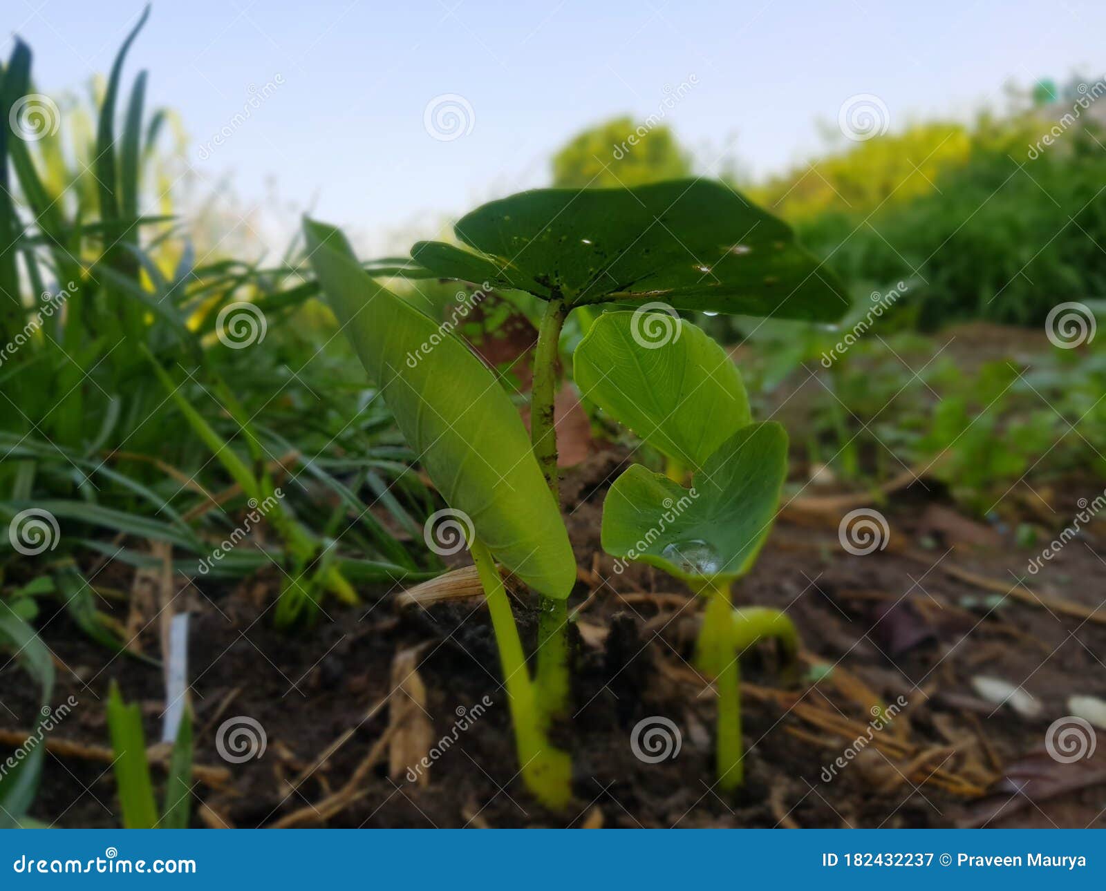 Elephant Ear Plant Folios With Defined Veins Royalty-Free Stock ...