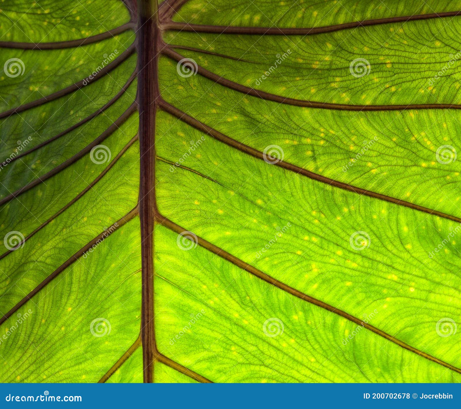 Elephant Ear Plant Leaf Royalty-Free Stock Photo | CartoonDealer.com ...