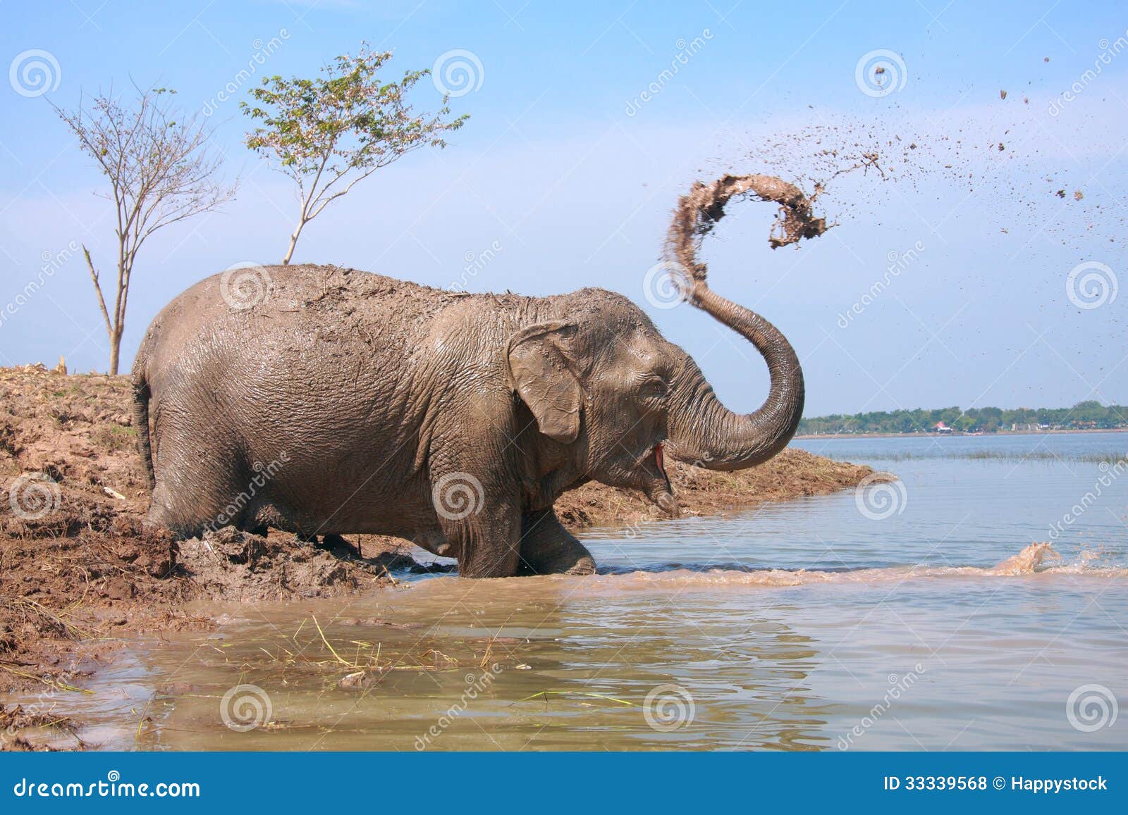 Elephant play water stock photo. Image of active, play - 33339568