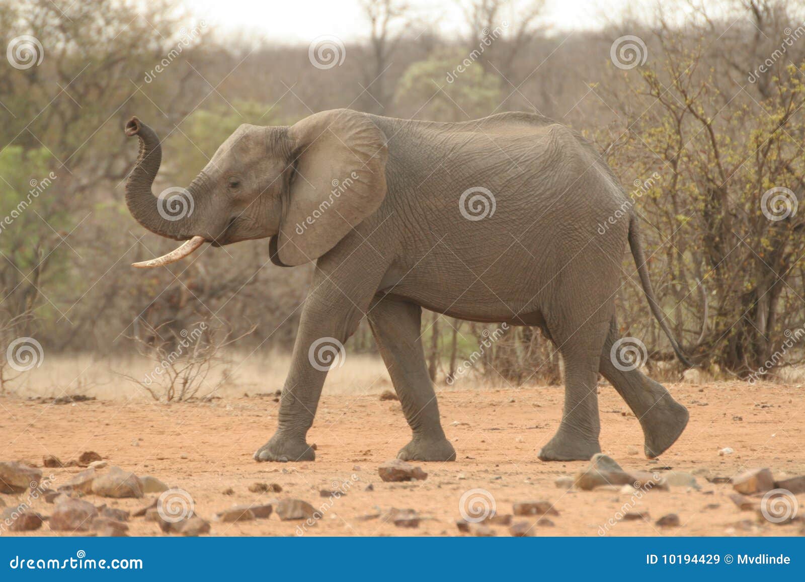 Elephant playing stock image. Image of playing, trunk - 10194429