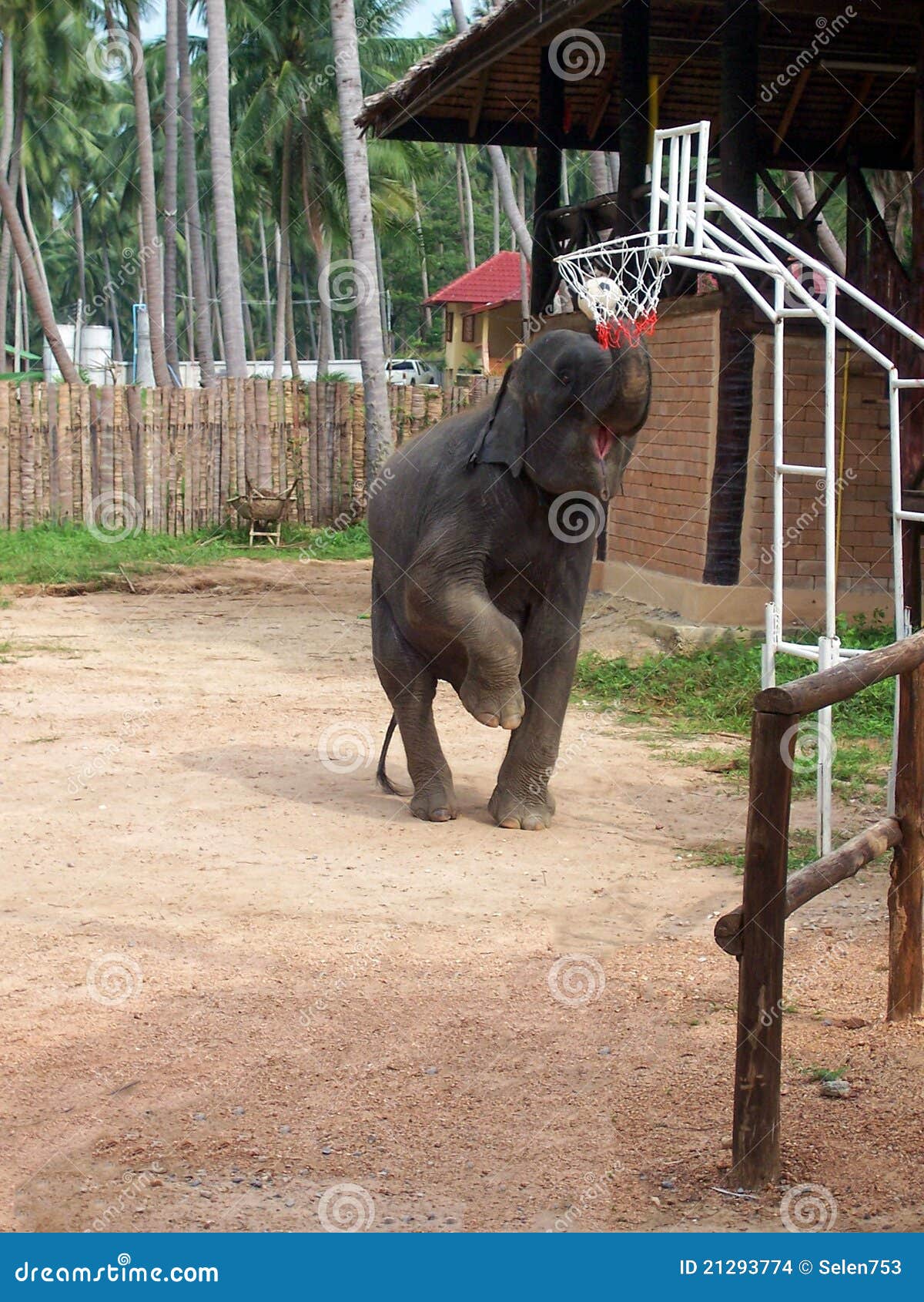 Elephant Playing Basketball Stock Photo - Image of basketball, asia ...