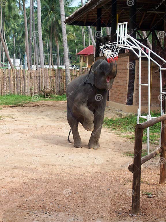 Elephant Playing Basketball Stock Photo - Image of basketball, asia ...