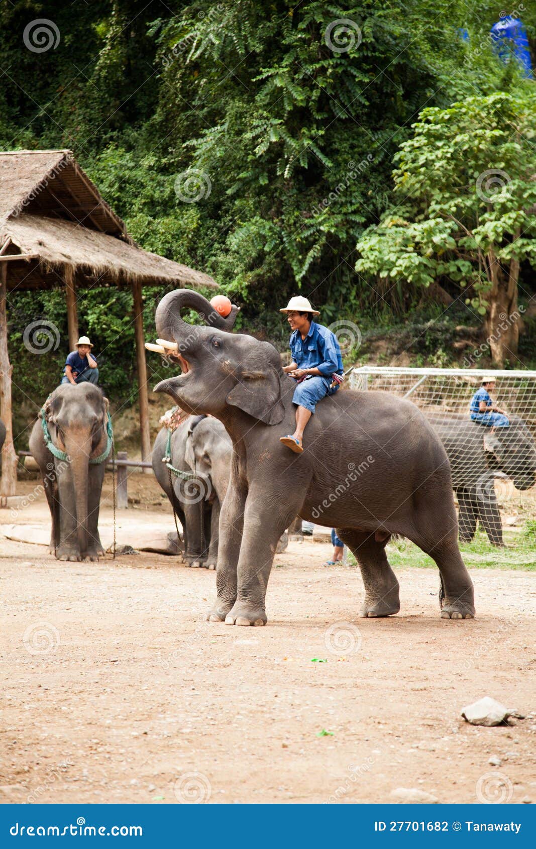 Elephant Playing Basketball Editorial Photography - Image of tropical ...