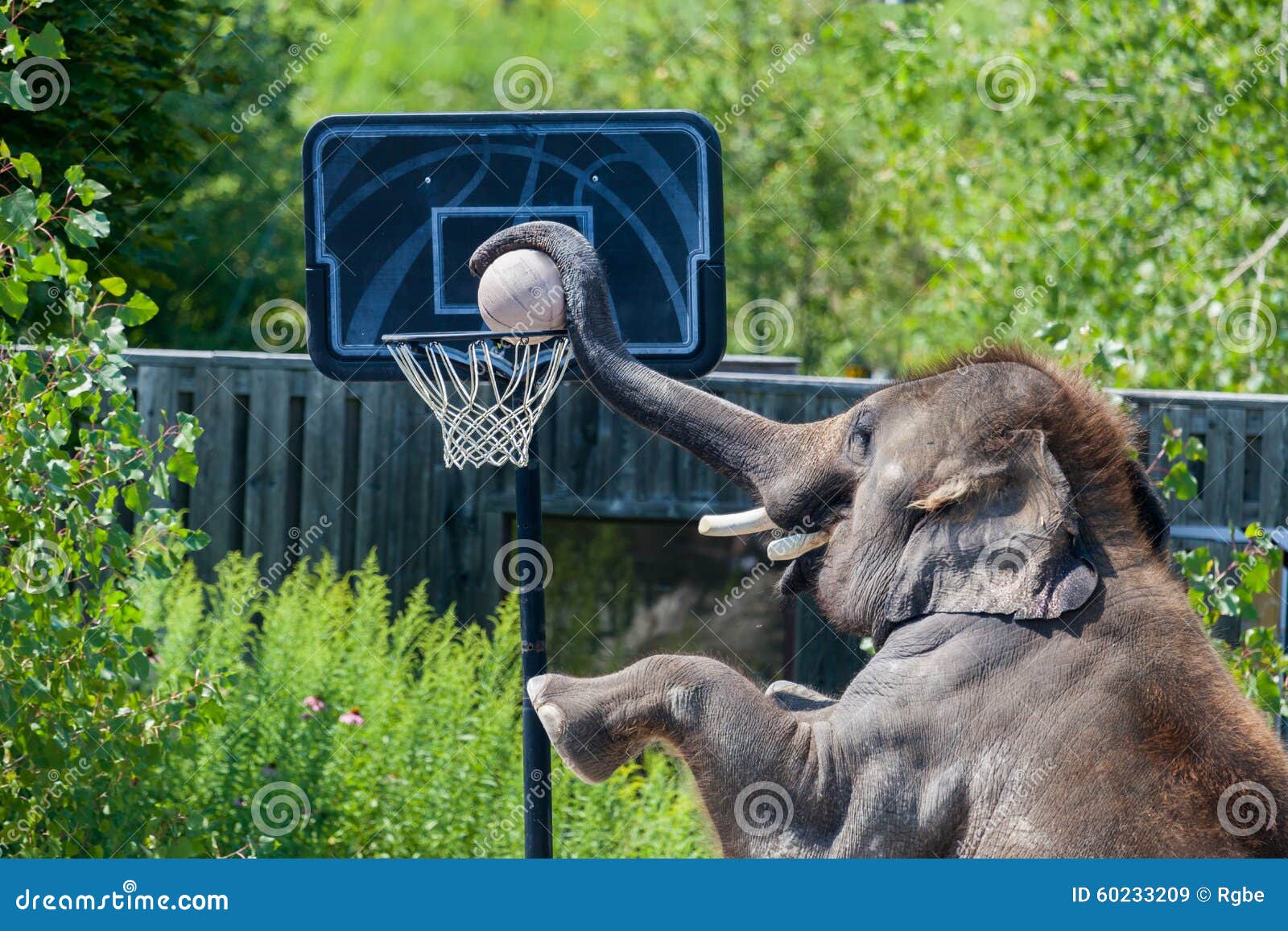 Elephant stock image. Image of playing, ball, close, play - 60233209