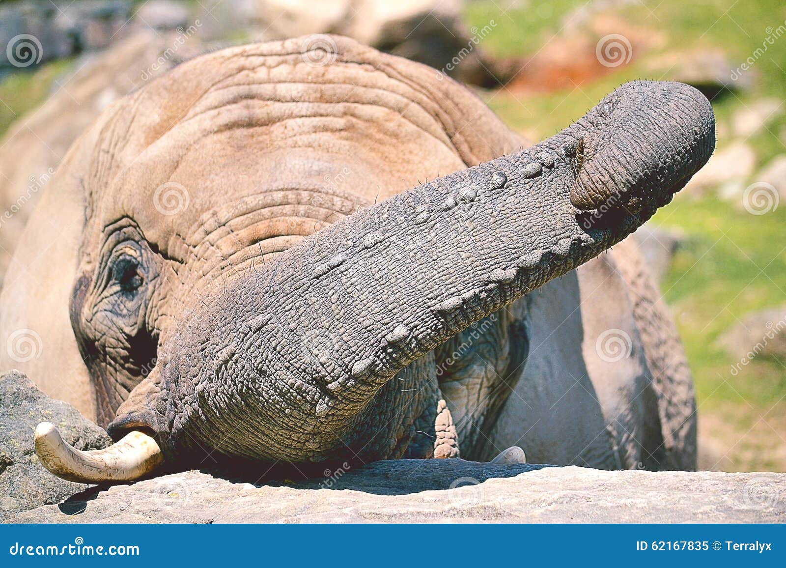 Elephant stock image. Image of upclose, playing, mammal - 62167835