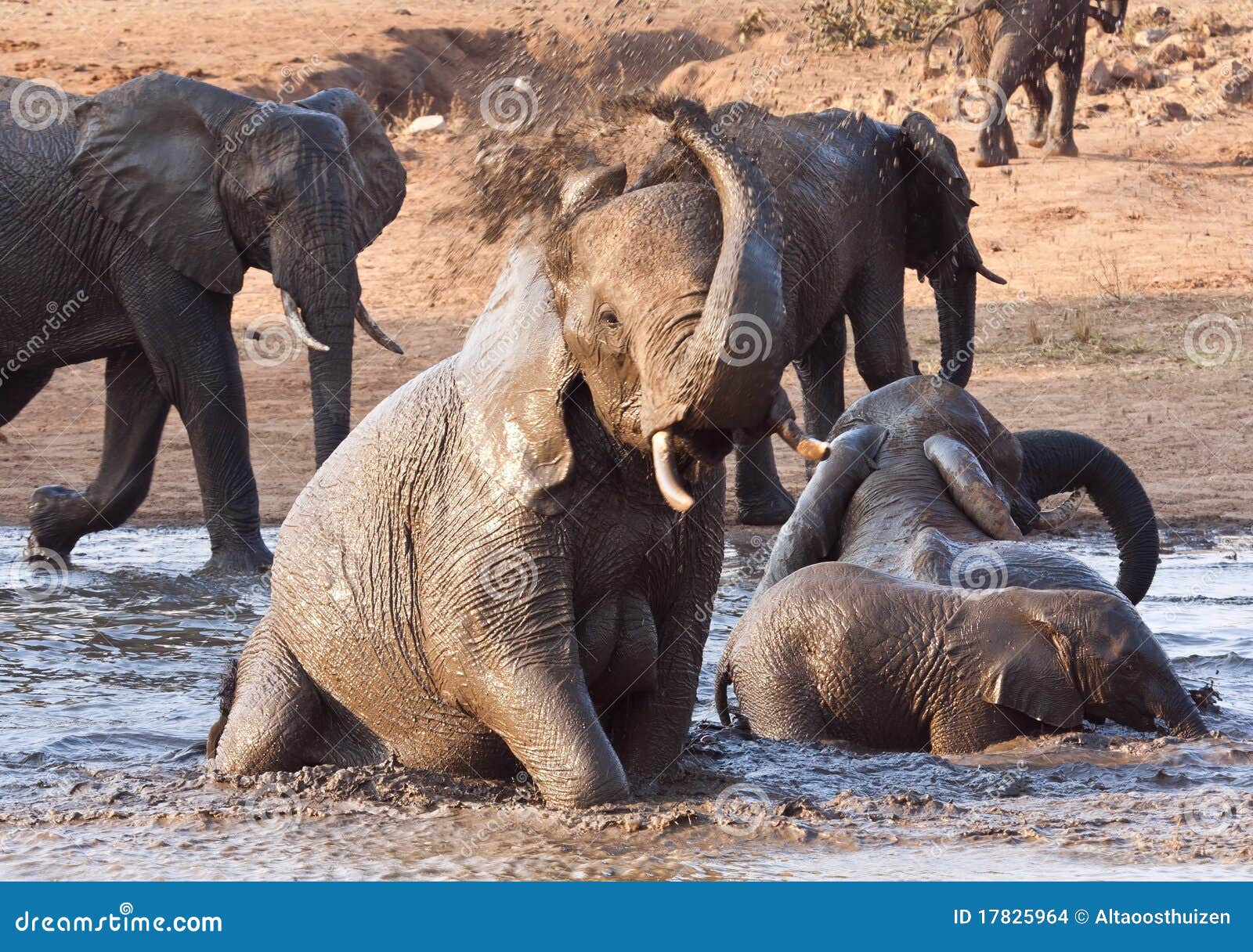 Elephant Playing in Water with Rest Stock Photo - Image of conservation ...