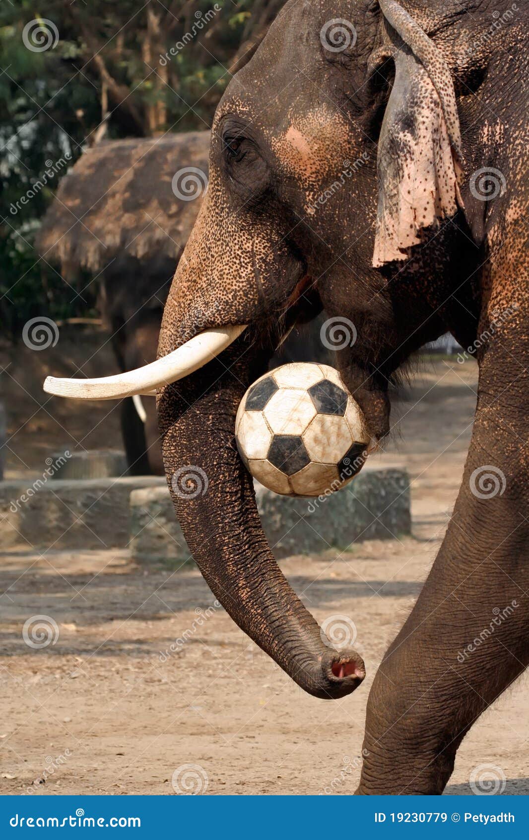 Elephant plays football stock image. Image of annual - 19230779
