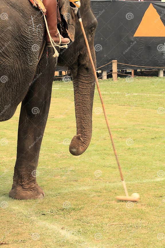 Elephant polo stock photo. Image of indian, exotic, grass - 13769132