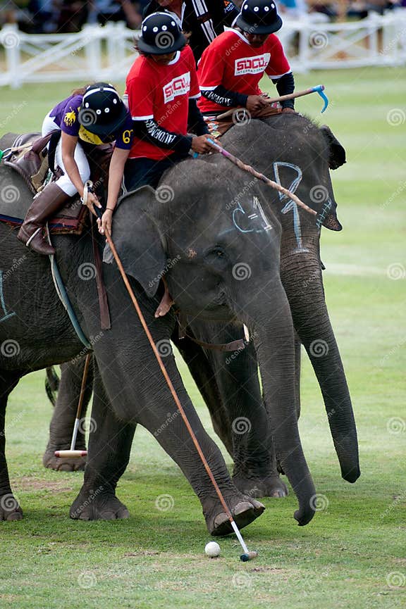 Elephant polo game. editorial photography. Image of post - 25776412