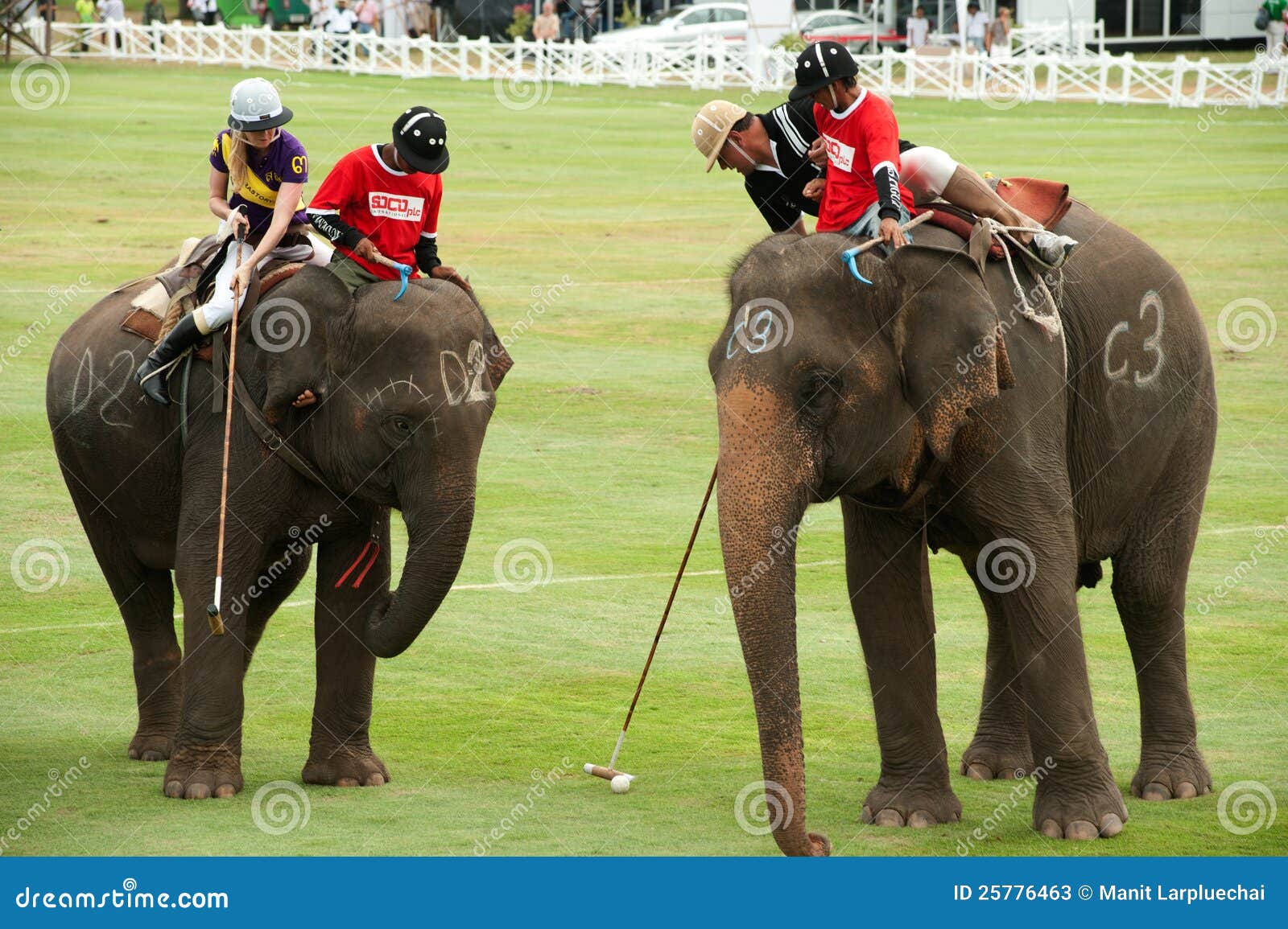 Elephant polo game. editorial stock photo. Image of asia - 25776463