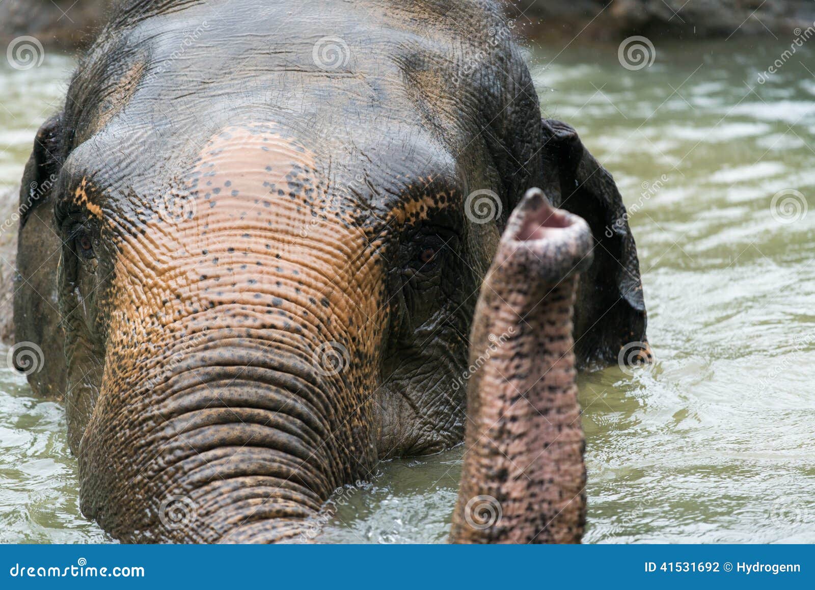 Elephant in pool stock photo. Image of kenya, habitat - 41531692