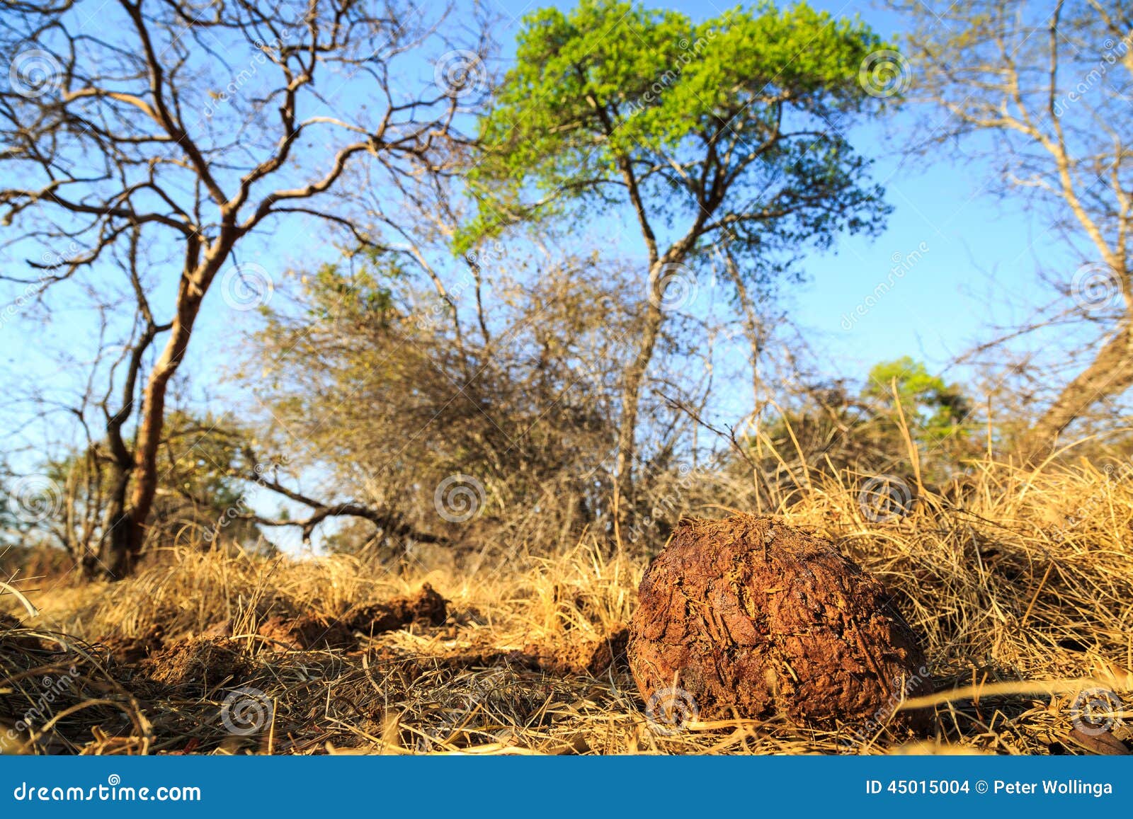 Elephant Poop in an African Landscape Stock Photo - Image of feces ...