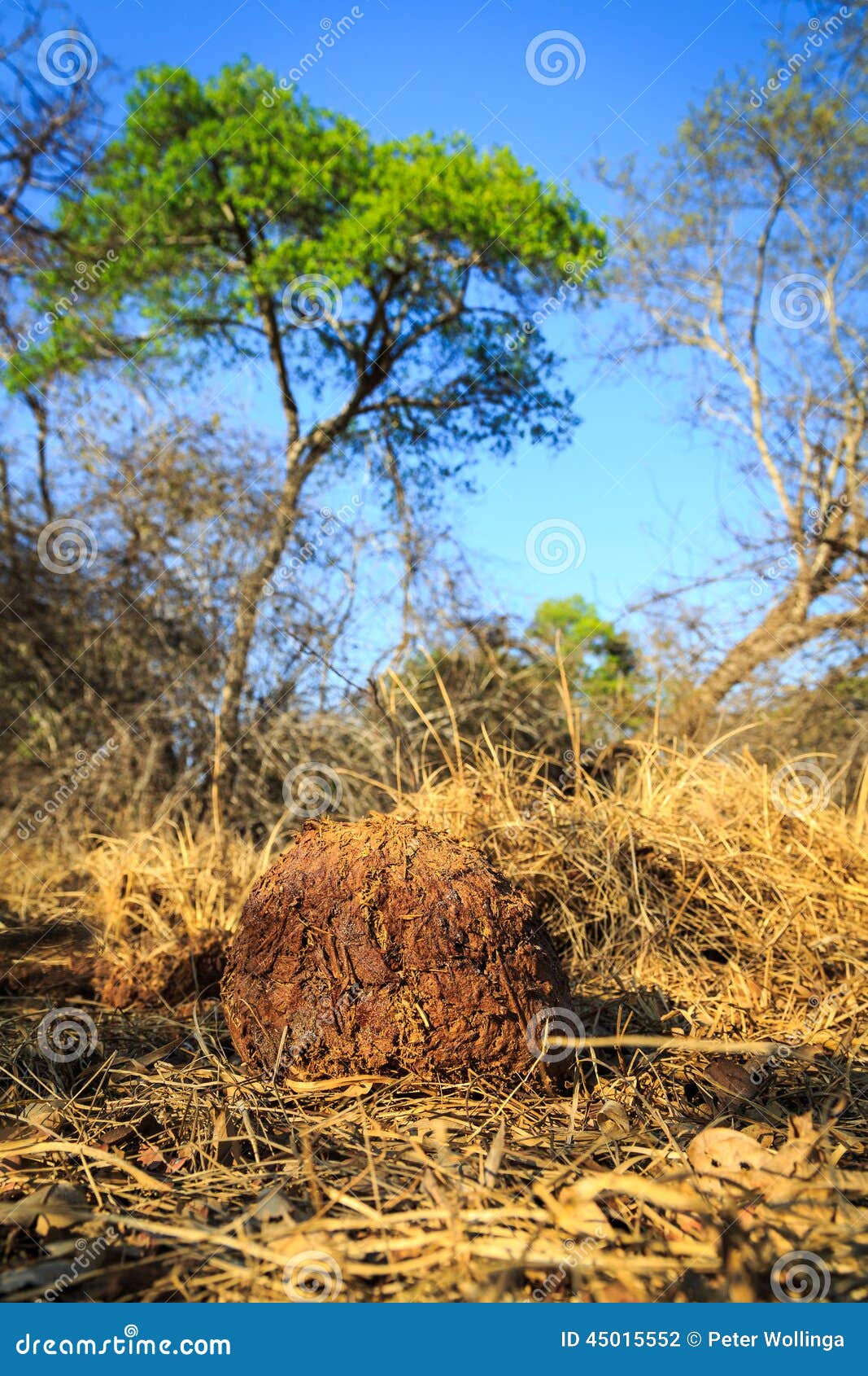 Elephant Poop In Zoo Stock Photo | CartoonDealer.com #46724550