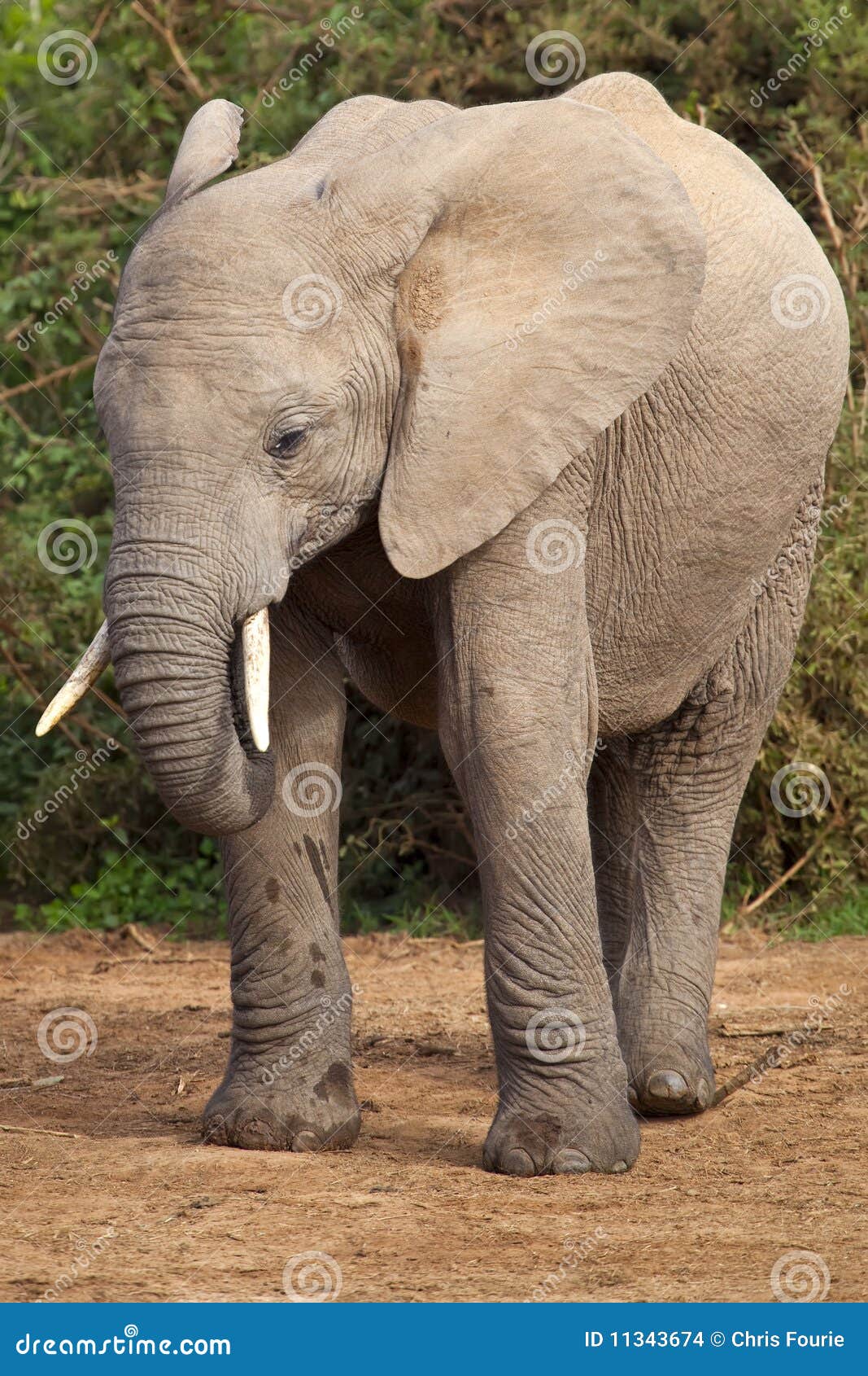 Elephant Portrait stock photo. Image of expedition, flora - 11343674