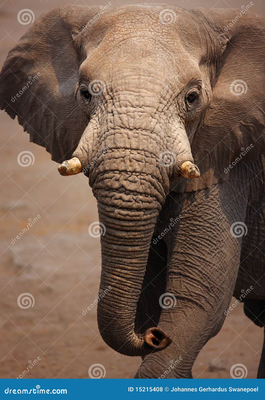 Elephant portrait stock photo. Image of wild, photograph - 15215408