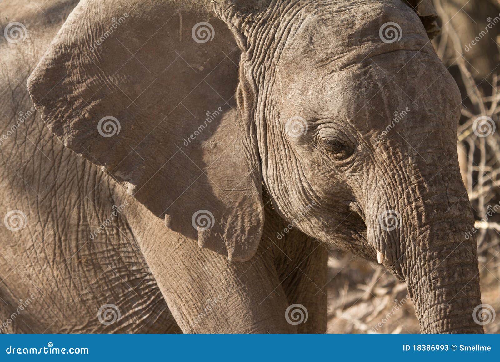 Elephant portrait stock image. Image of conservation - 18386993