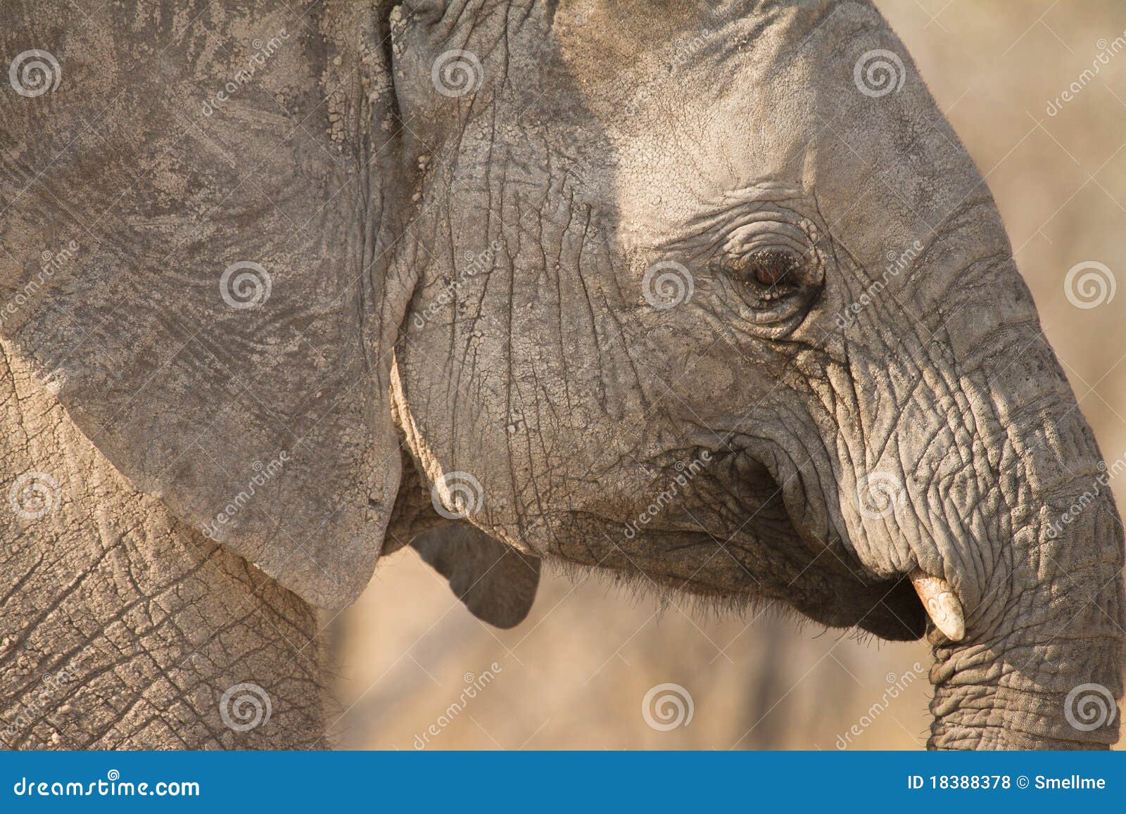 Elephant portrait stock photo. Image of park, african - 18388378