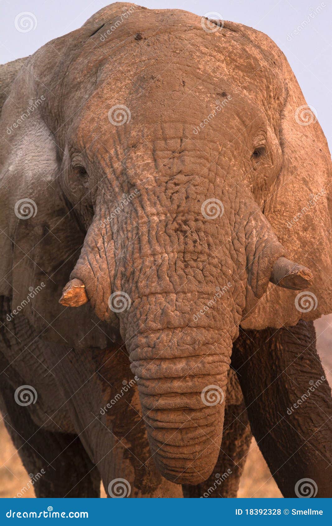 Elephant portrait stock photo. Image of african, male - 18392328