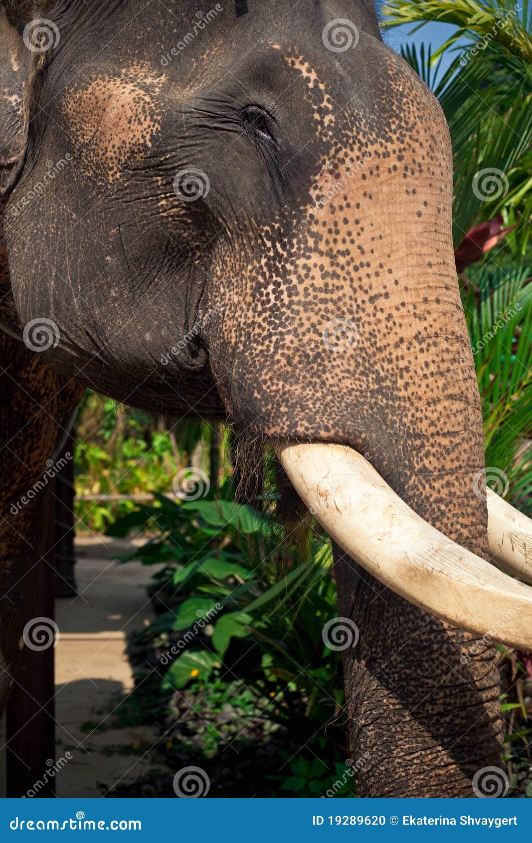 Elephant portrait stock photo. Image of intelligent, headshot - 19289620