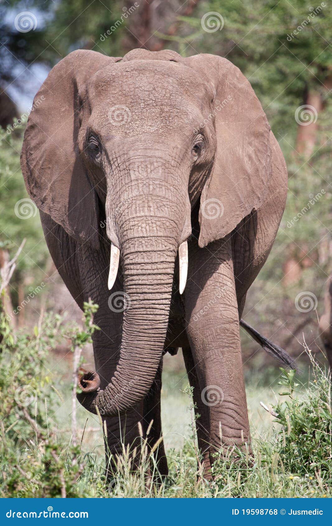 Elephant Portrait Royalty-Free Stock Photography | CartoonDealer.com ...