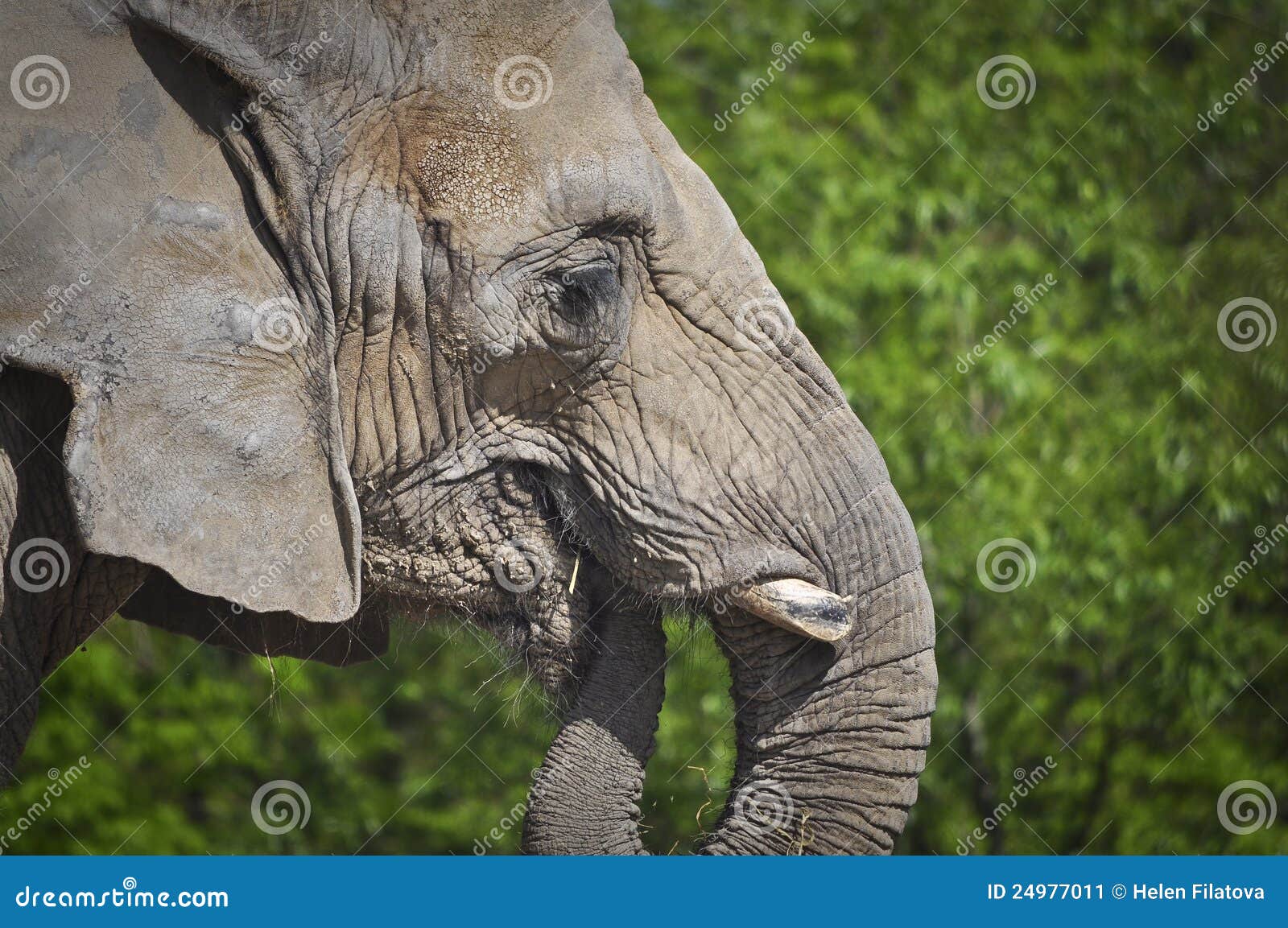 Elephant portrait stock image. Image of portrait, animal - 24977011