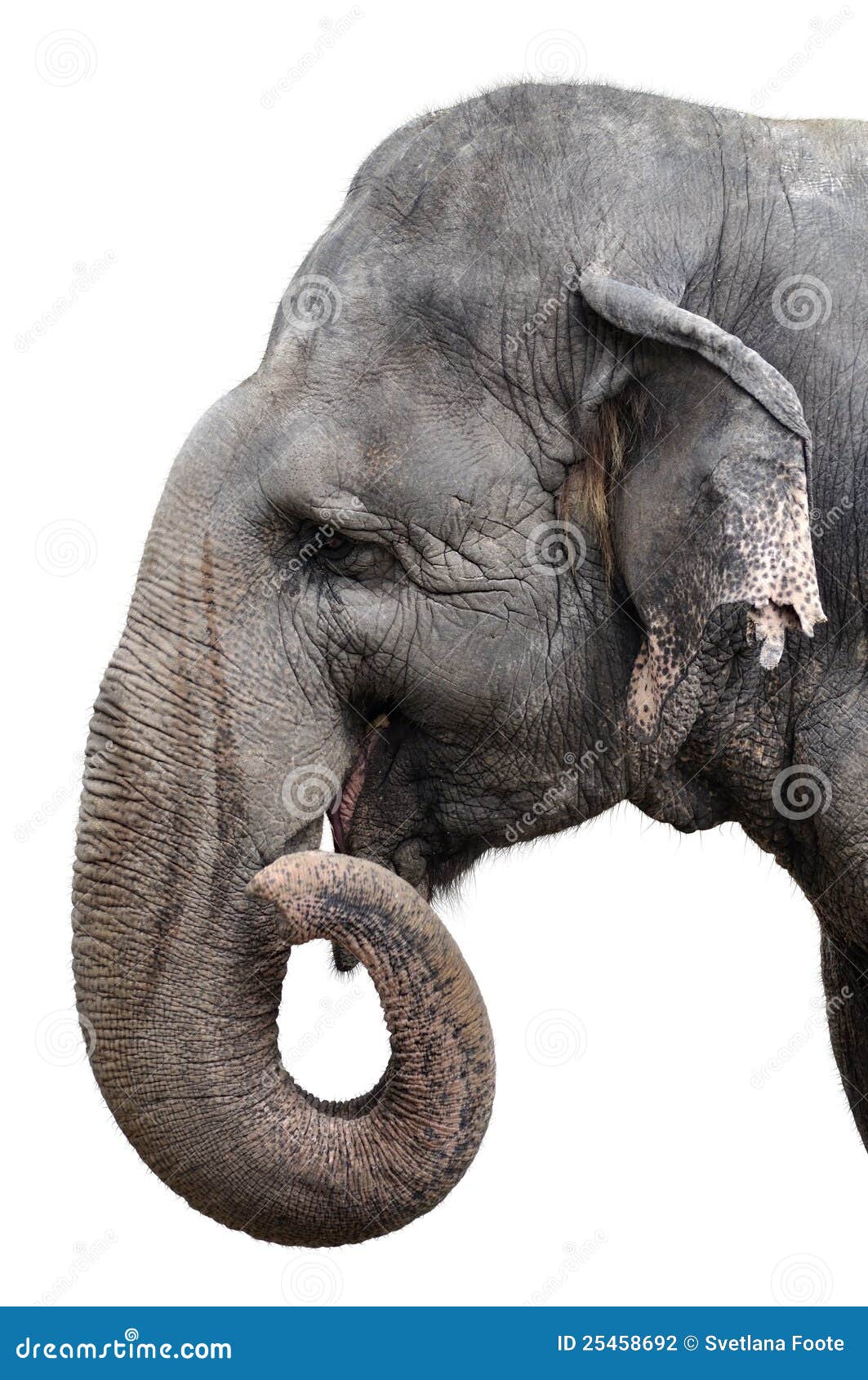 Elephant Portrait stock photo. Image of head, large, background - 25458692