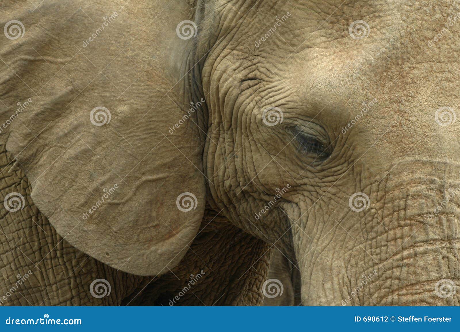 Elephant Portrait stock photo. Image of portrait, wise - 690612
