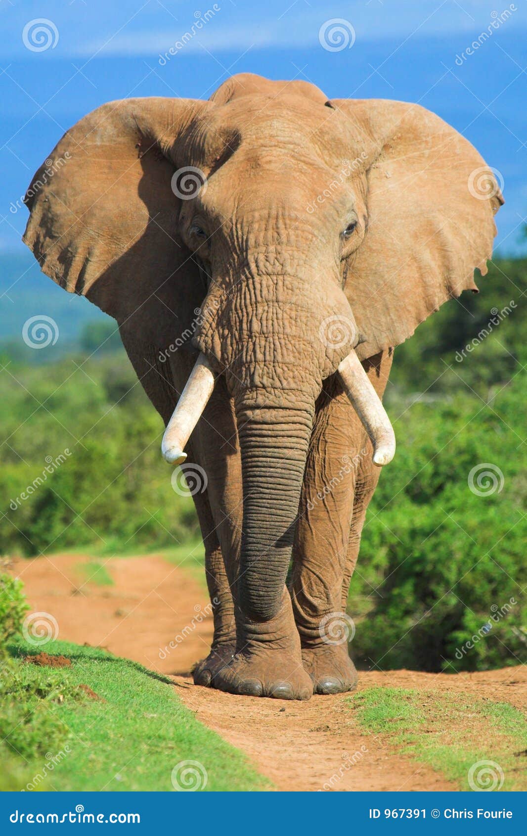 Elephant portrait stock image. Image of dangerous, gentle - 967391