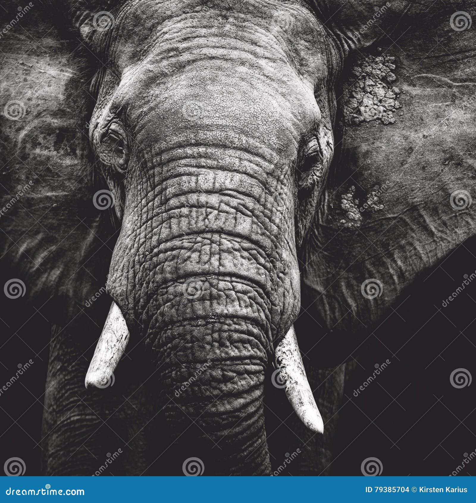 Elephant Portrait stock photo. Image of wildlife, animal - 79385704