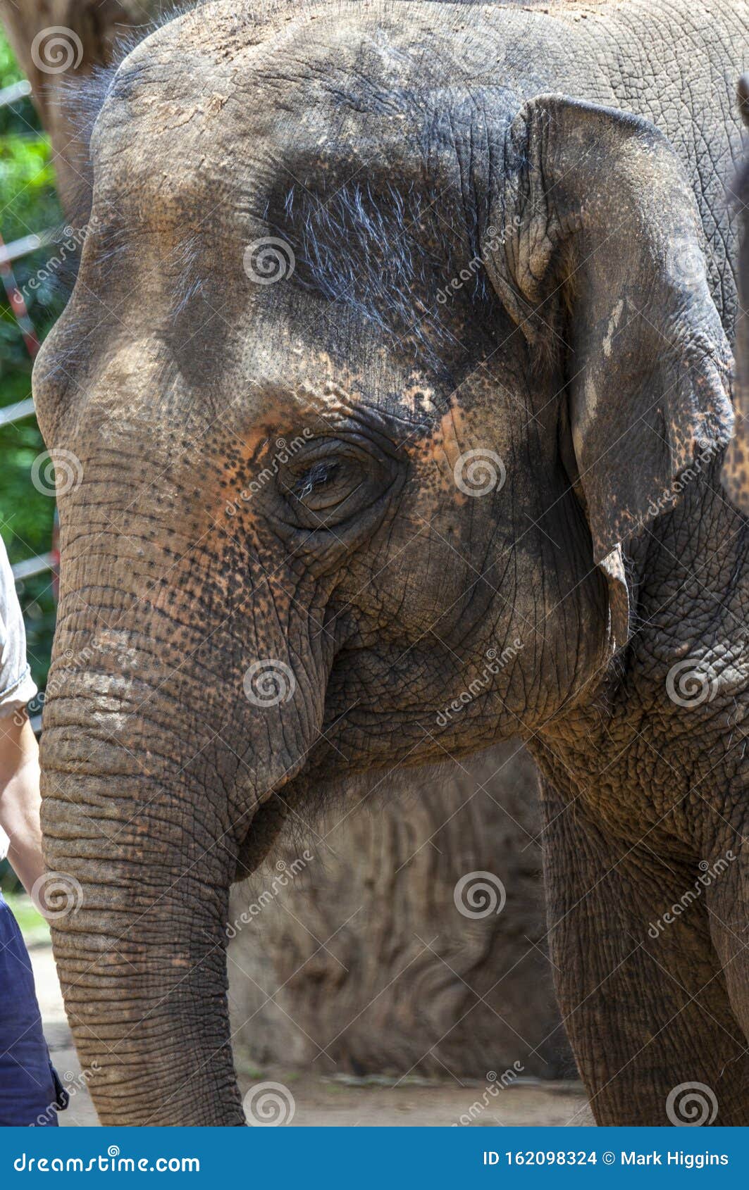 Indian Elephant with Small Ears Stock Photo - Image of grey, large ...