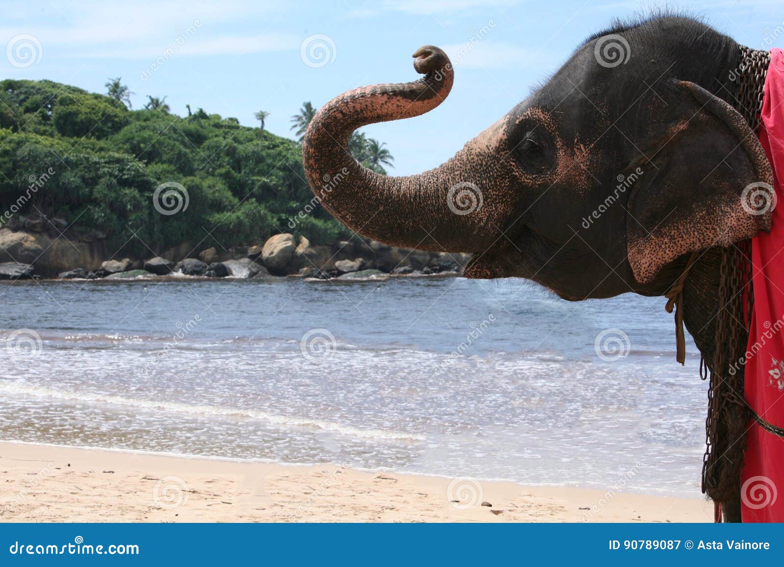 Happy Elephant On Beach
