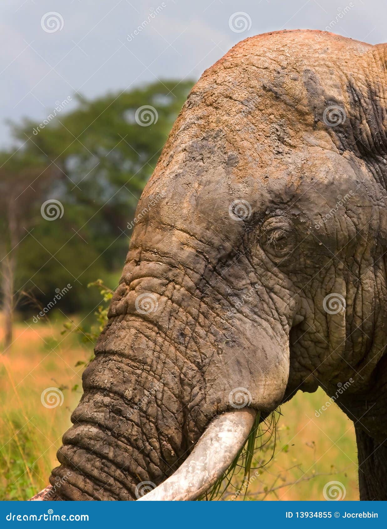 Elephant profile stock image. Image of close, eyes, kenya - 13934855