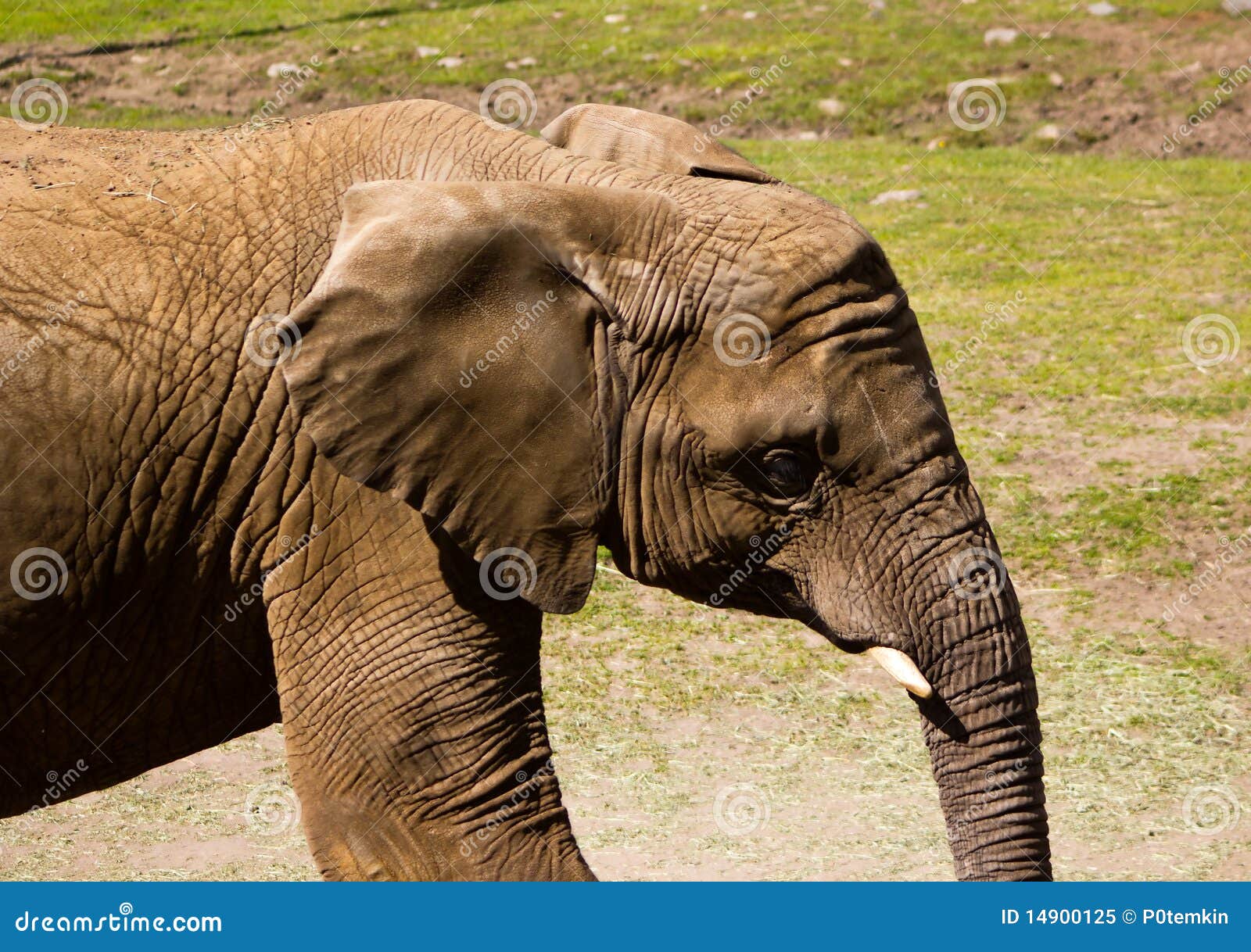 Elephant Profile stock image. Image of power, safari - 14900125