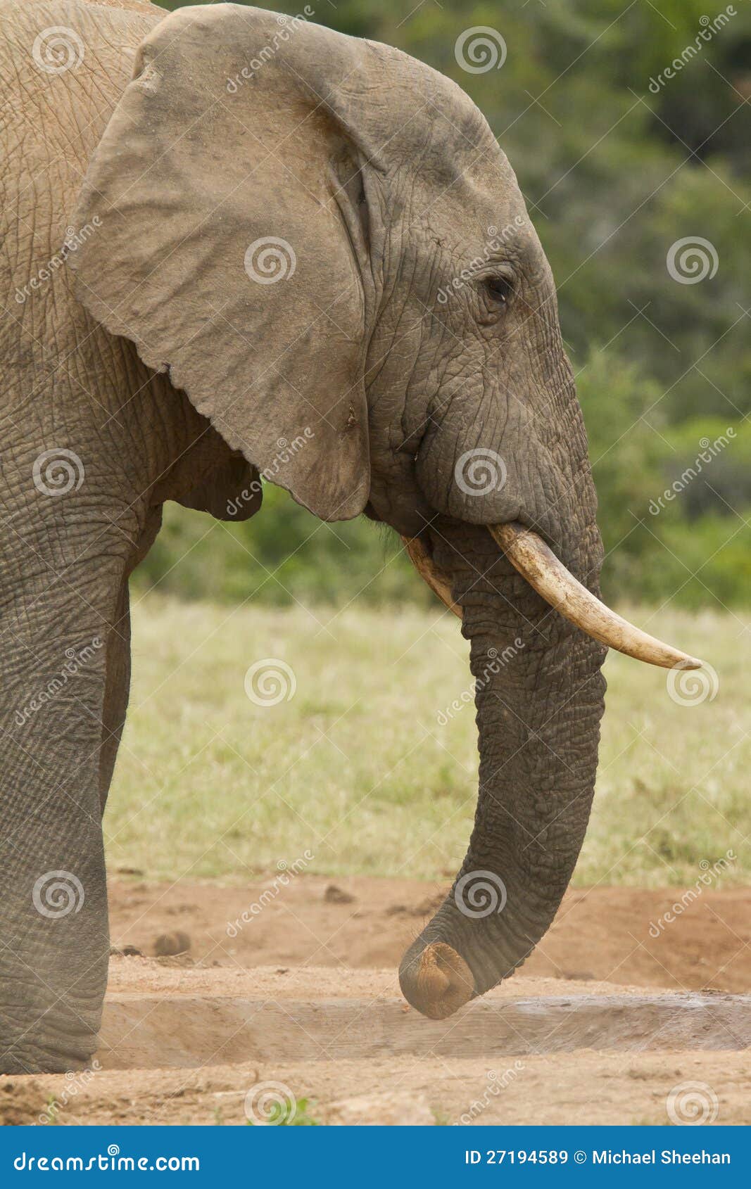 Elephant profile stock image. Image of africa, large - 27194589