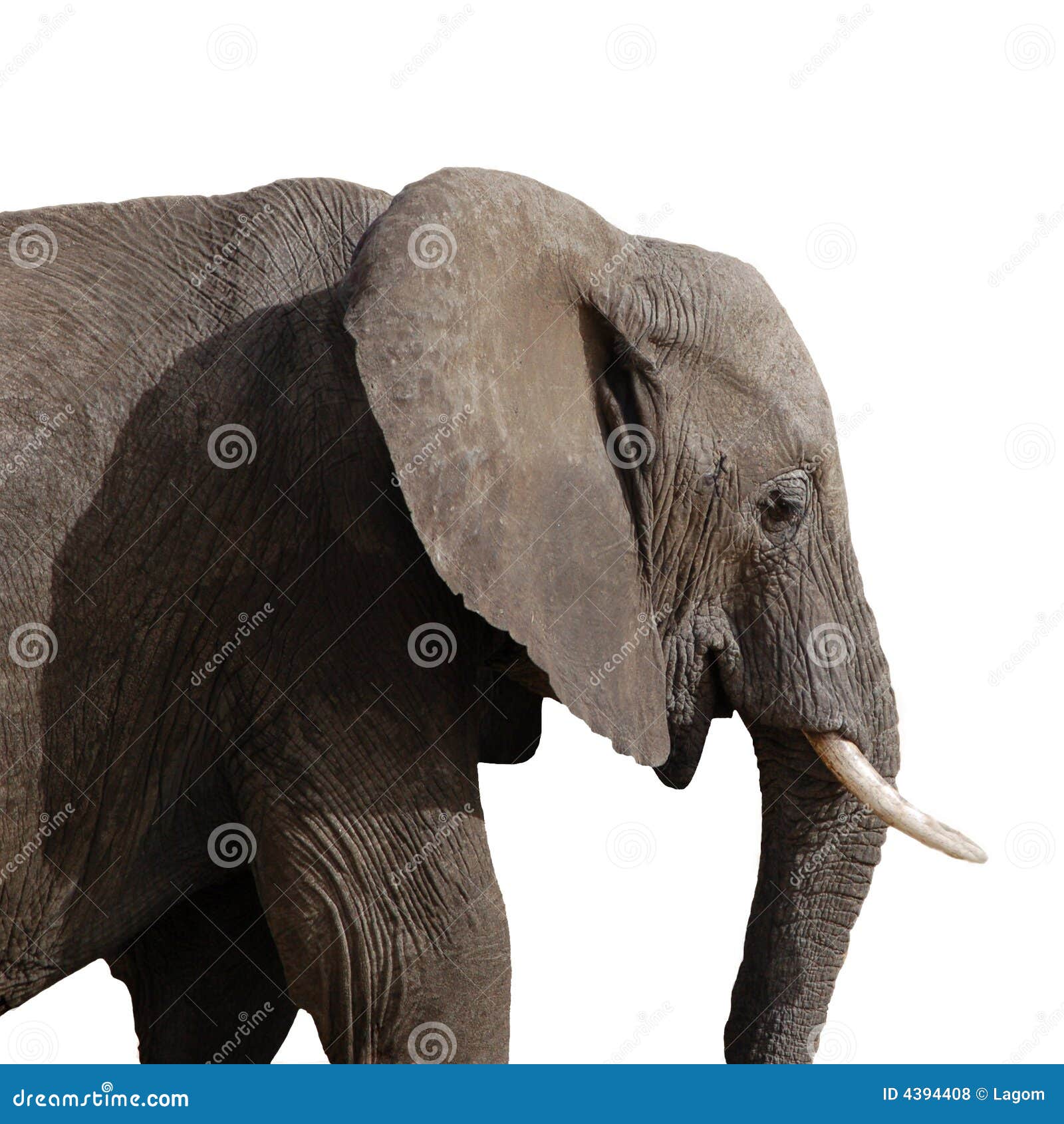 Elephant in profile stock photo. Image of profile, friendly - 4394408