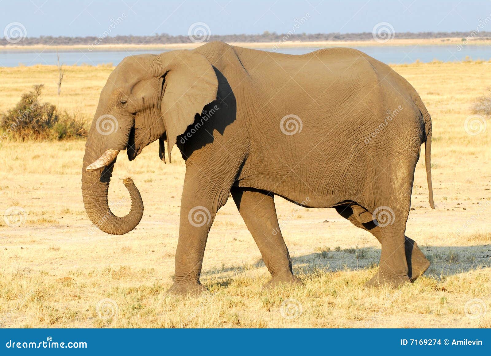 Elephant profile stock photo. Image of asfari, grey, ears - 7169274