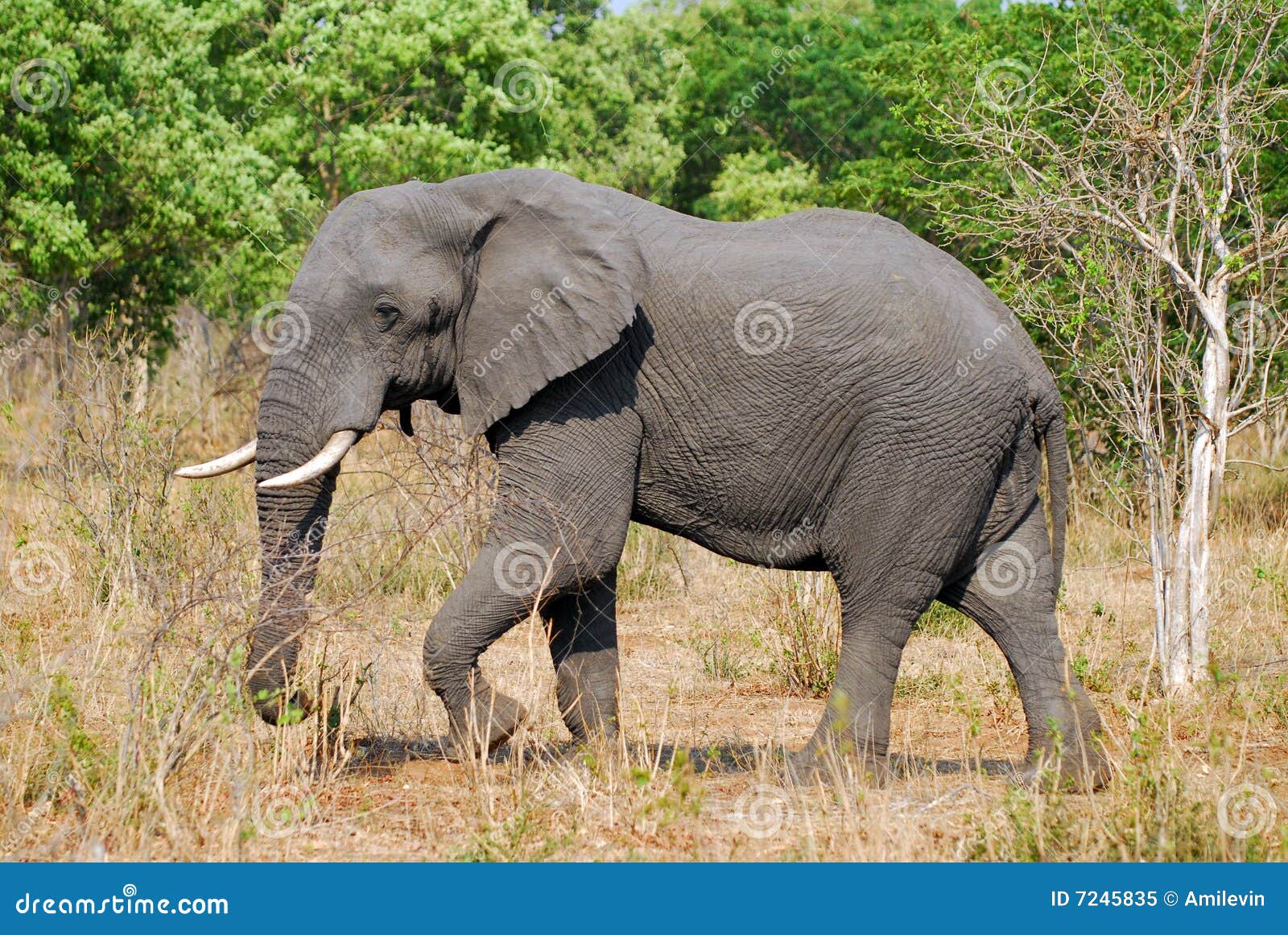 Elephant profile stock image. Image of curly, heavy, african - 7245835